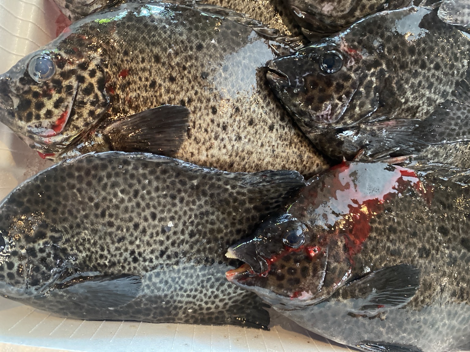 活〆イシガキダイ8入約4.1kg(釣) | UUUO(ウーオ)