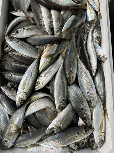 マアジ約5.5kg(定置) | UUUO(ウーオ)