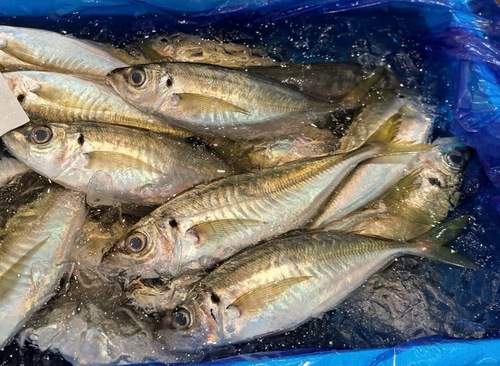 マアジ17/18入約5kg(沿岸) | UUUO(ウーオ)