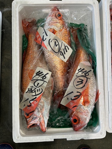 アカムツ1-1.5キロもの2入約2.5kg(刺網) | UUUO(ウーオ)