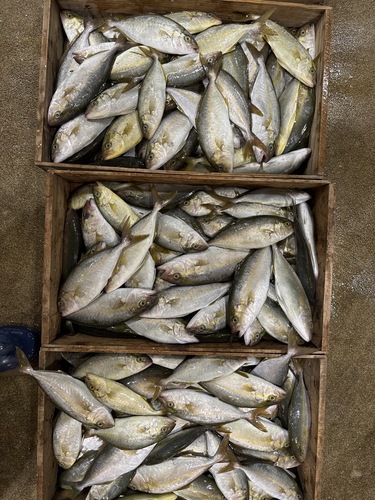 カンパチ450ー150g約10kg(定置) | UUUO(ウーオ)