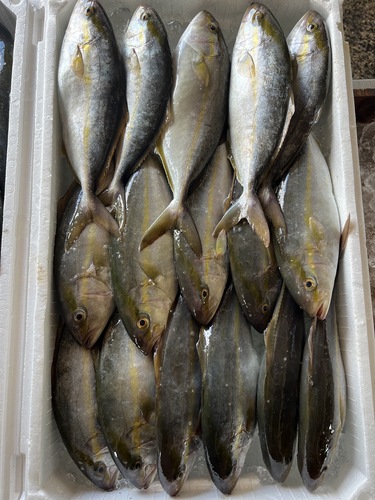 アカビラ(定置) | UUUO(ウーオ)