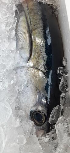 キメジマグロ13.5kg前後6入約13.5kg(釣) | UUUO(ウーオ)