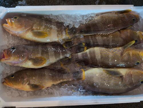 活〆アオハタ7入約3.7kg(釣) | UUUO(ウーオ)