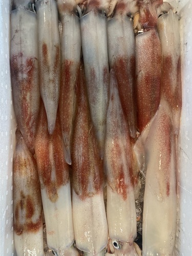 ケンサキイカ12入約4kg(釣) | UUUO(ウーオ)