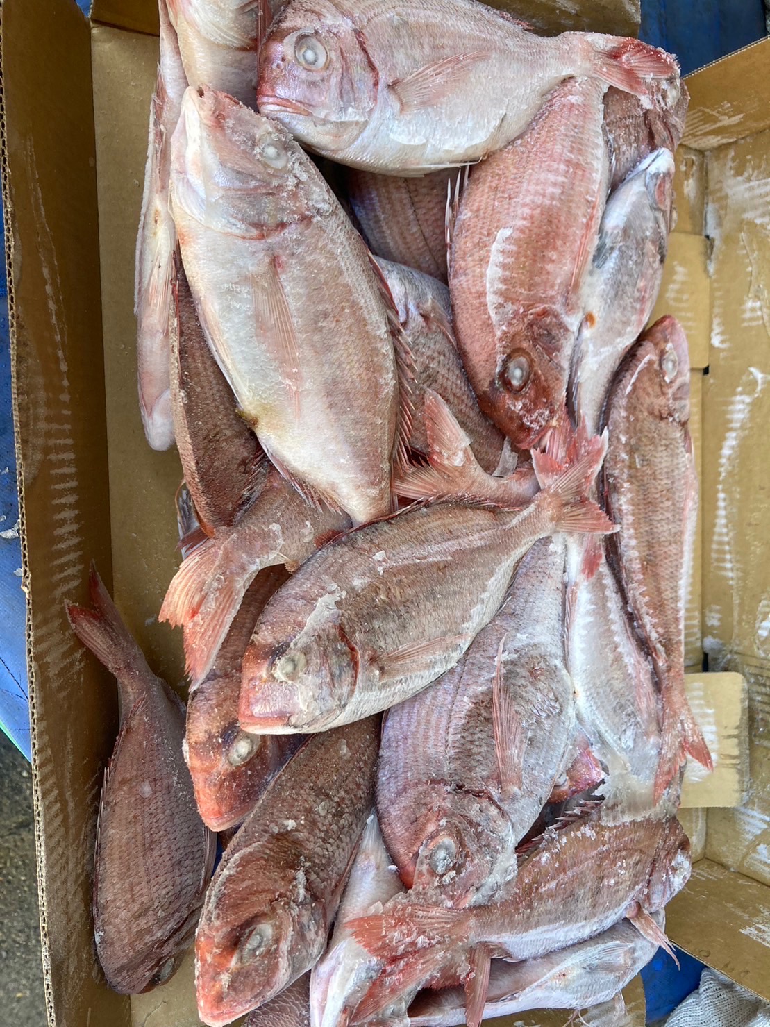 マダイ約10kg | UUUO(ウーオ)