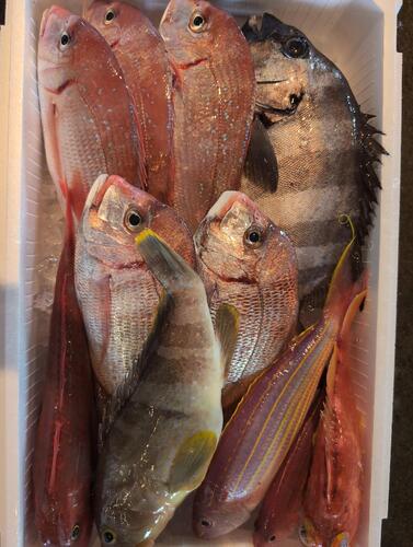 鮮魚BOX11入約5.3kg(釣) | UUUO(ウーオ)