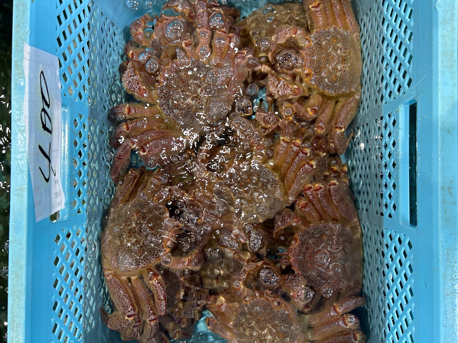 毛ガニ300g約5kg(沿岸) | UUUO(ウーオ)