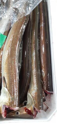 神経〆ハモ(底曳) | UUUO(ウーオ)