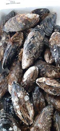 イガイ200g前後約5.0kg約5kg | UUUO(ウーオ)