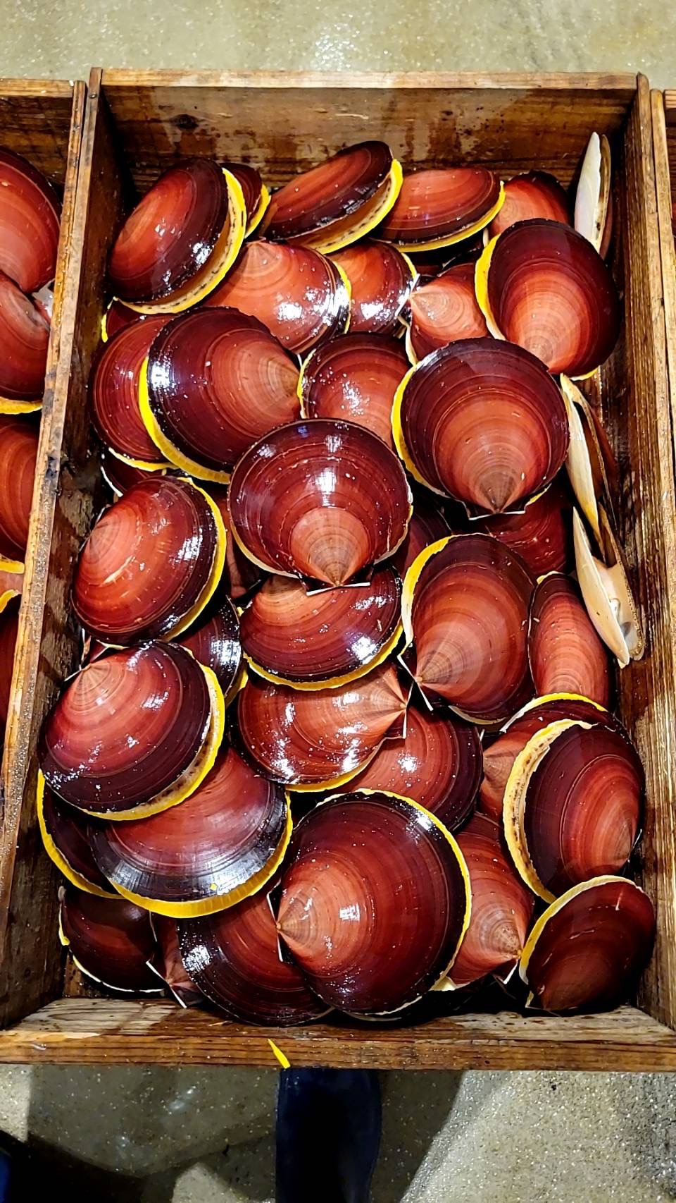 ツキヒガイ100g〜80g約7kg(沿岸) | UUUO(ウーオ)