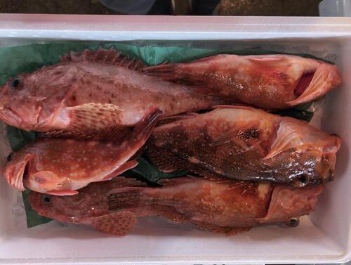 オニカサゴ5入約3.2kg(釣) | UUUO(ウーオ)