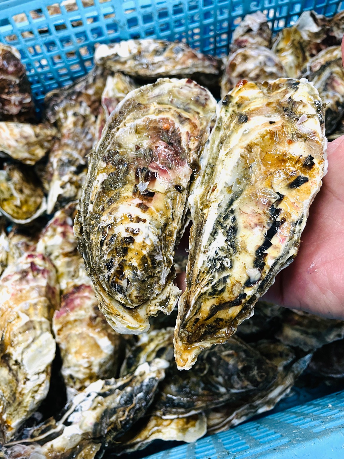 活カキLサイズ/150-180g50入約8kg(養殖) | UUUO(ウーオ)