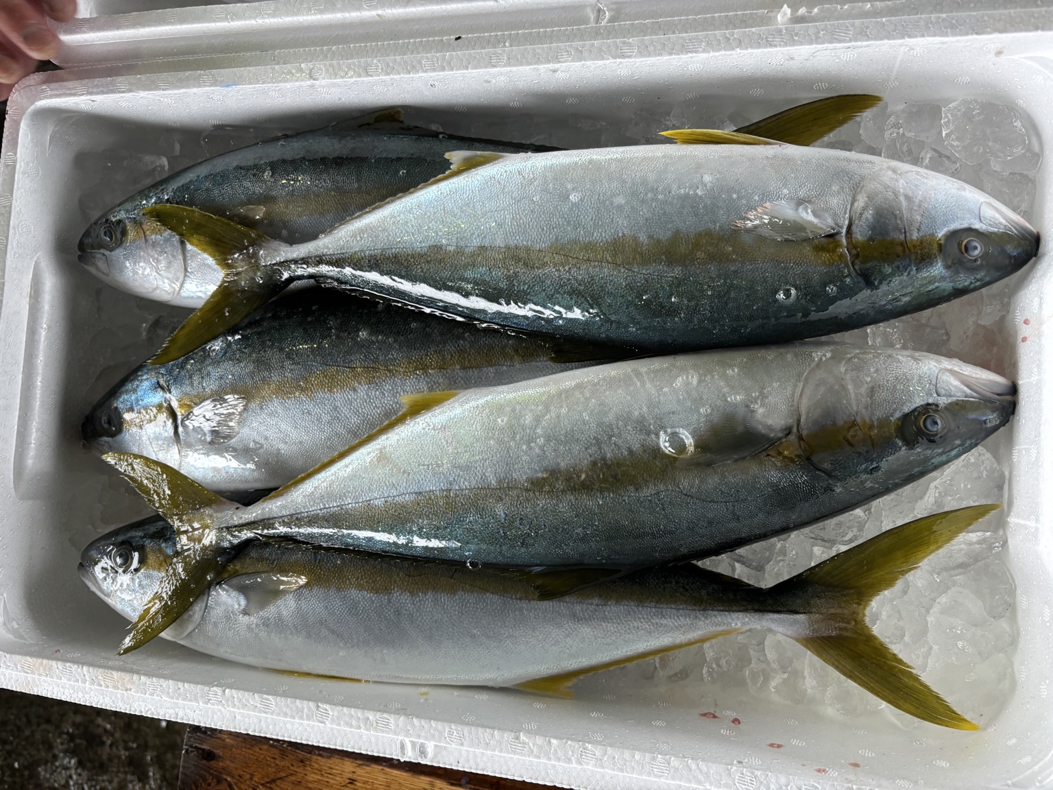 活〆ヒラマサ5入約5.3kg(定置) | UUUO(ウーオ)