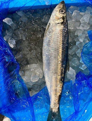 ニシン16/18k約5kg(沿岸) | UUUO(ウーオ)