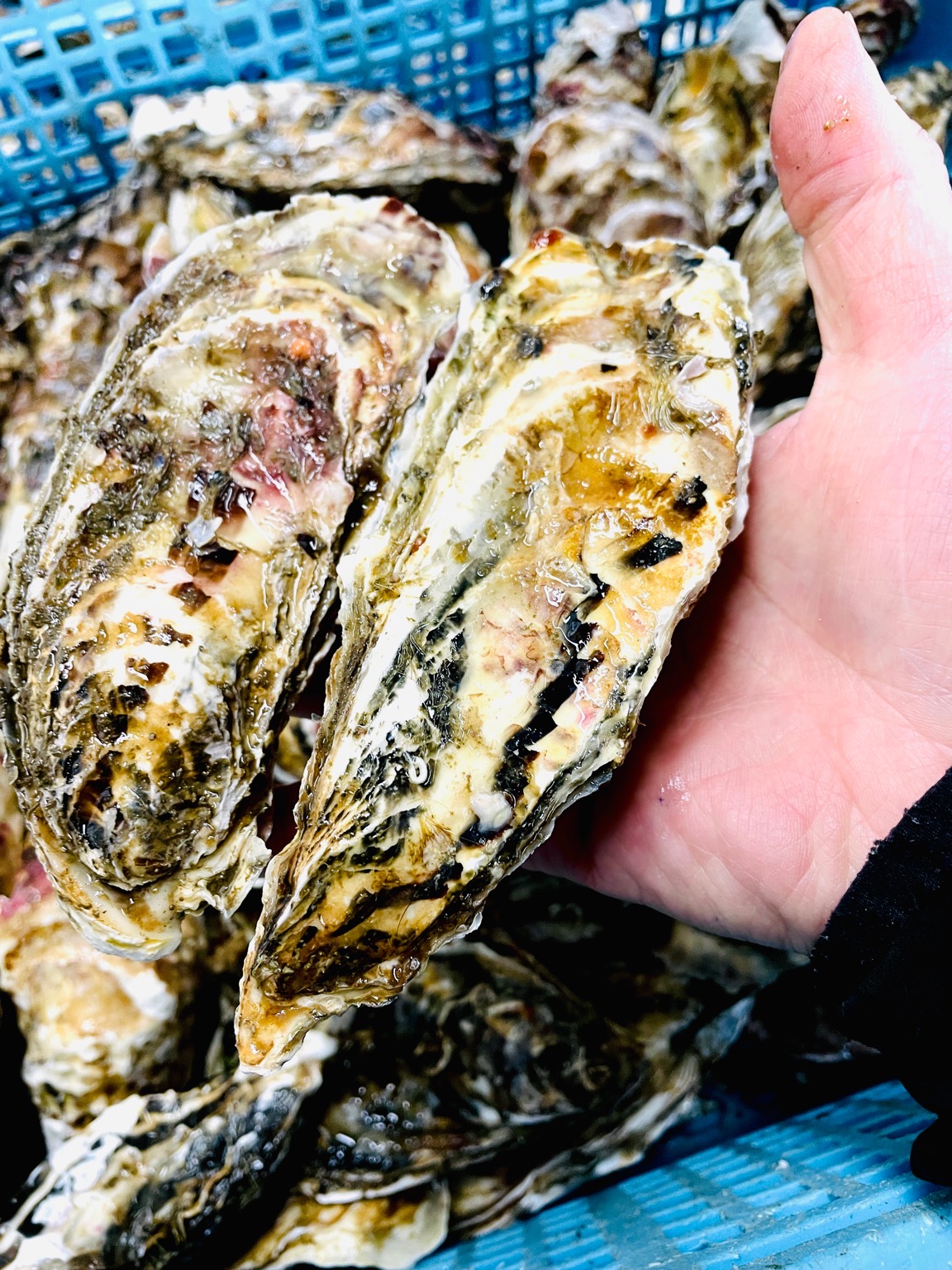 活カキLサイズ/150-180g50入約8kg(養殖) | UUUO(ウーオ)