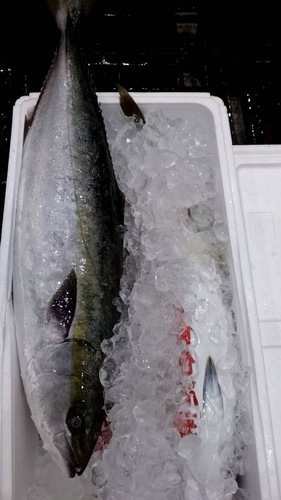 ワラサ9/11k3入約9kg(定置) | UUUO(ウーオ)