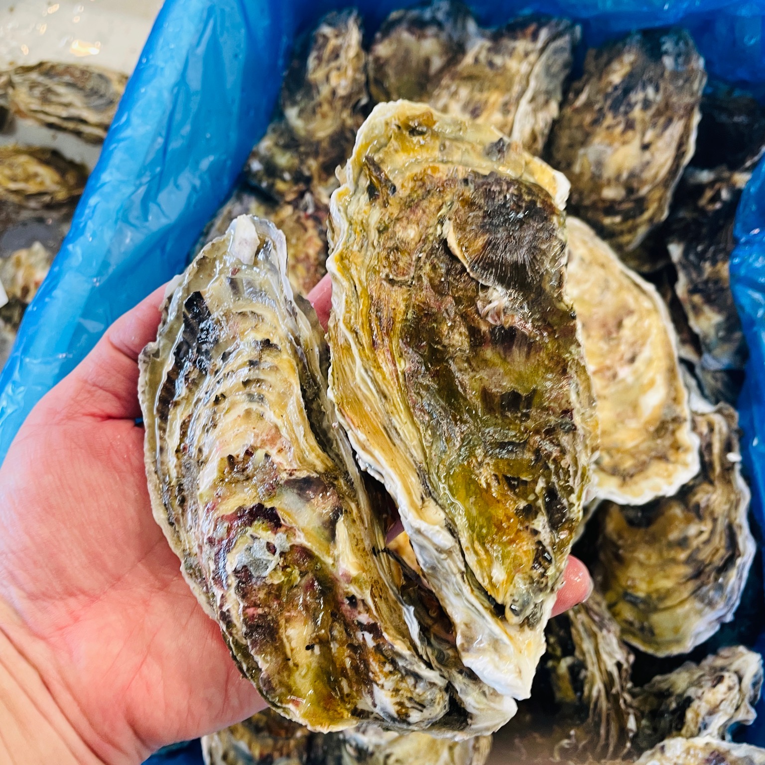 活カキLサイズ/180g前後50入約9kg(養殖) | UUUO(ウーオ)