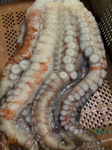 活〆タコ足1本1kg以下 / 4入約4kg(カゴ) | UUUO(ウーオ)