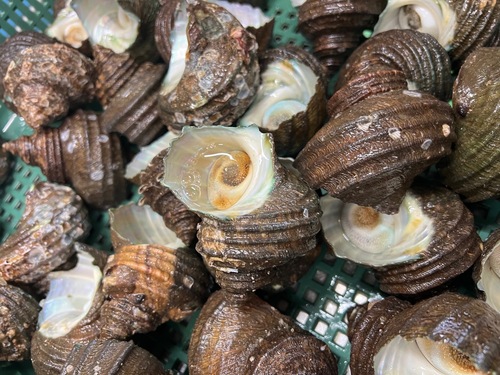 サザエ150前後45入約7.4kg(沿岸) | UUUO(ウーオ)