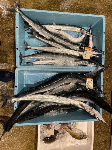 ダツ3〜5kg/匹約10kg(沿岸) | UUUO(ウーオ)