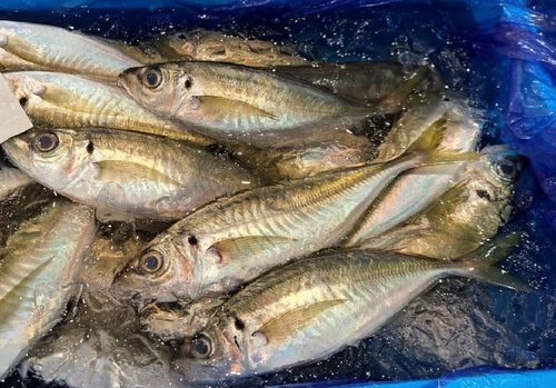 瀬付きアジ約23尾23入約5kg(沿岸) | UUUO(ウーオ)