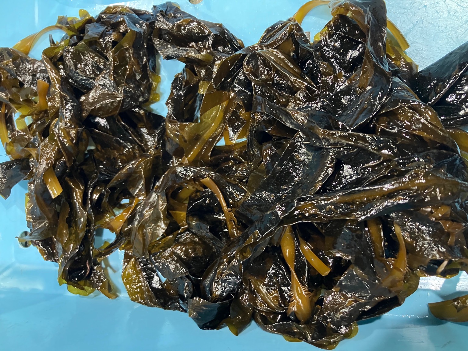 ワカメ 1パック500g10入約5kg(養殖) | UUUO(ウーオ)