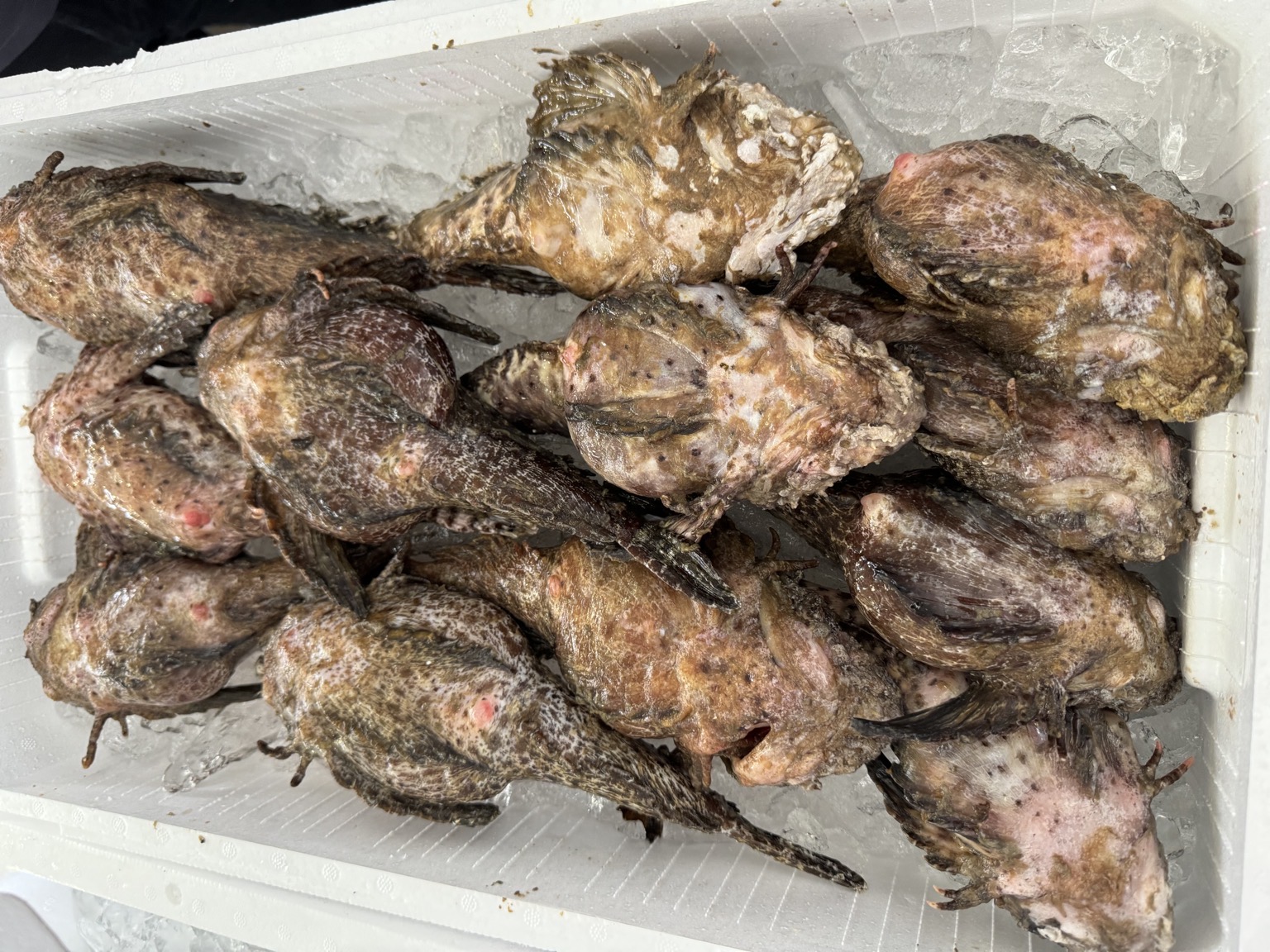 活〆オコゼ12入約5.1kg(釣) | UUUO(ウーオ)