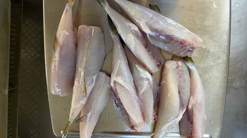 シロサバフグ約3kg(定置) | UUUO(ウーオ)