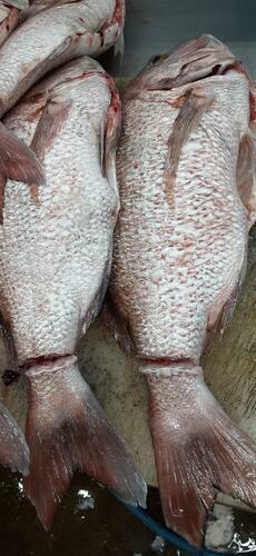 神経〆マダイ（養殖）3入約6kg(沿岸) | UUUO(ウーオ)