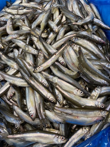 ワカサギ | UUUO(ウーオ)