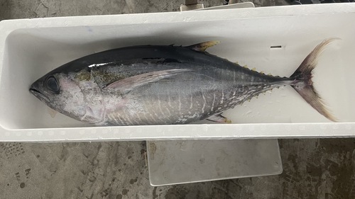 メバチマグロ1入約10kg(巻網) | UUUO(ウーオ)