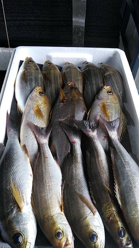 活〆イサキ13入約3.9kg(定置) | UUUO(ウーオ)