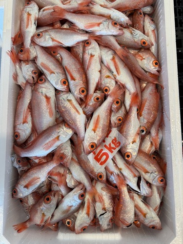 ノドグロ5㌔アップ約5.5kg(底曳) | UUUO(ウーオ)