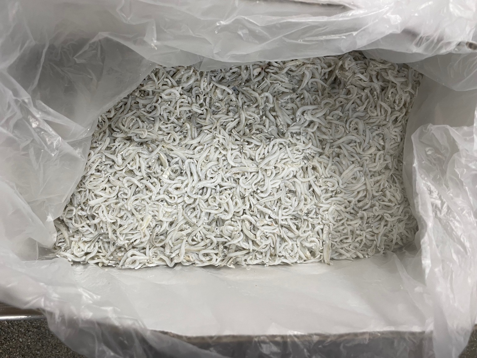 釜揚げシラス細目12入約12kg | UUUO(ウーオ)