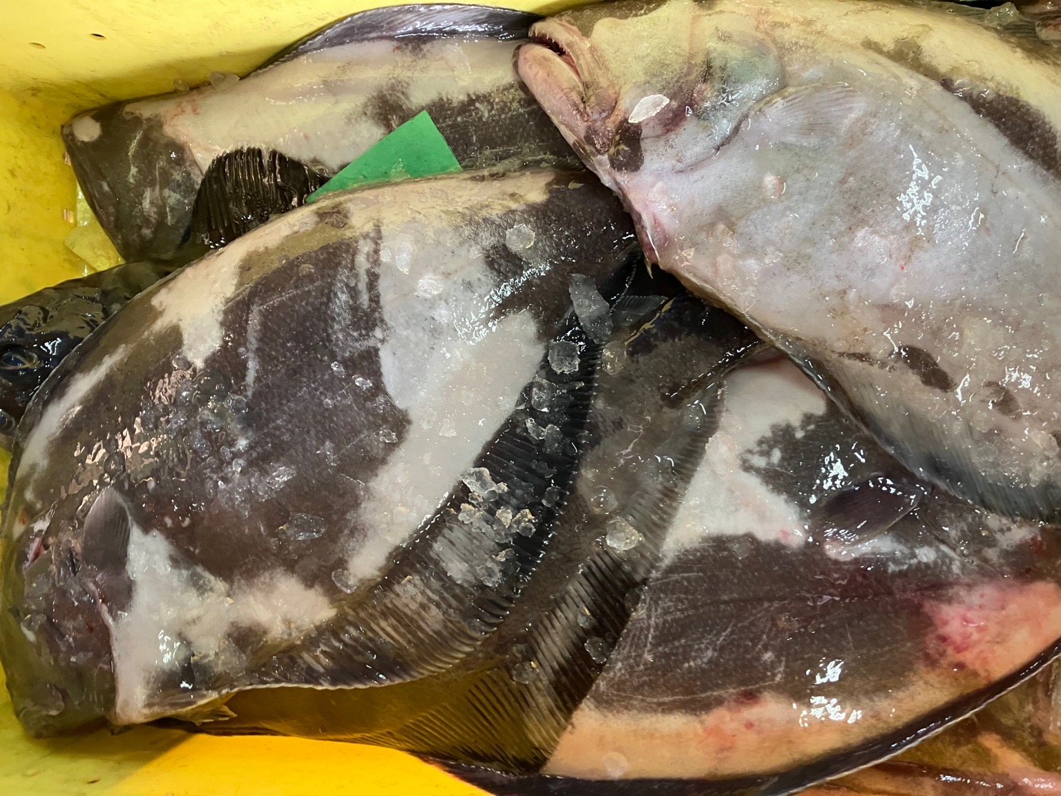 アブラガレイ(定置) | UUUO(ウーオ)