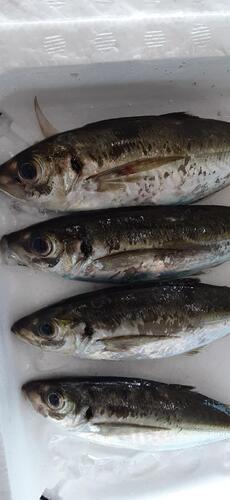 活〆マアジ(釣) | UUUO(ウーオ)