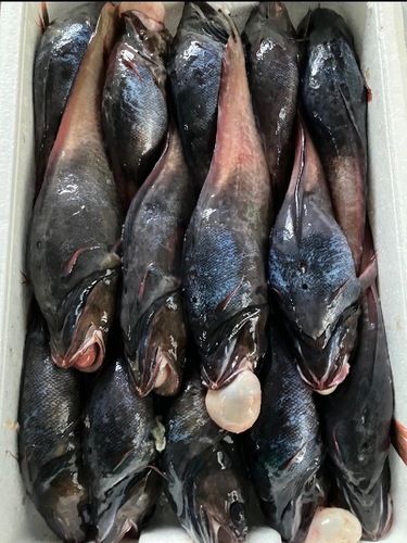 活〆ドンコ14/16入6k台約6kg(沿岸) | UUUO(ウーオ)