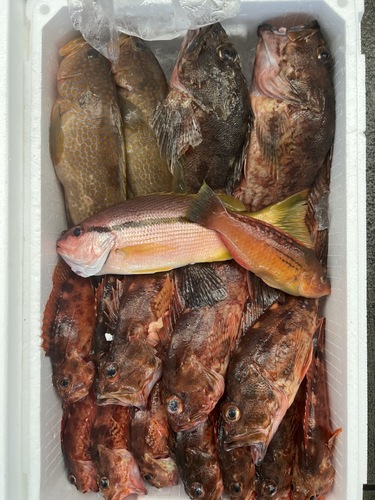 鮮魚BOX約4kg(釣) | UUUO(ウーオ)