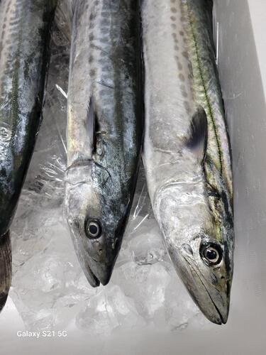 活〆サゴシ0.88～1.06キロ3入約2.9kg | UUUO(ウーオ)