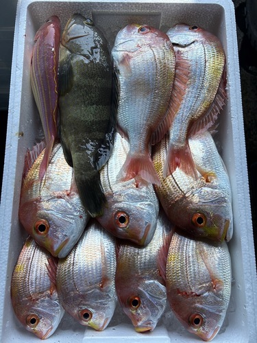 鮮魚BOX | UUUO(ウーオ)