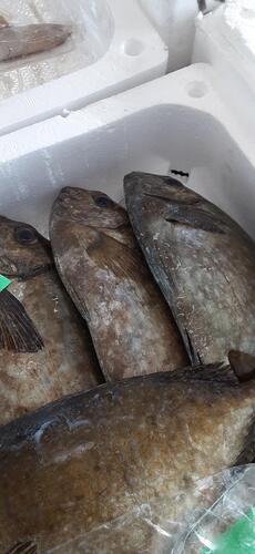 アイゴ(定置) | UUUO(ウーオ)