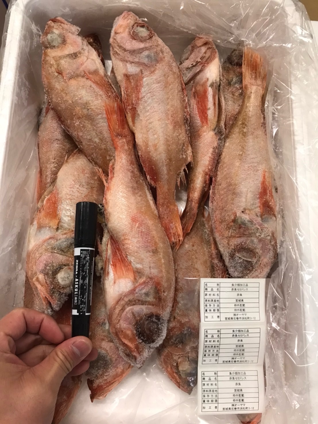 アカウオ約3kg | UUUO(ウーオ)