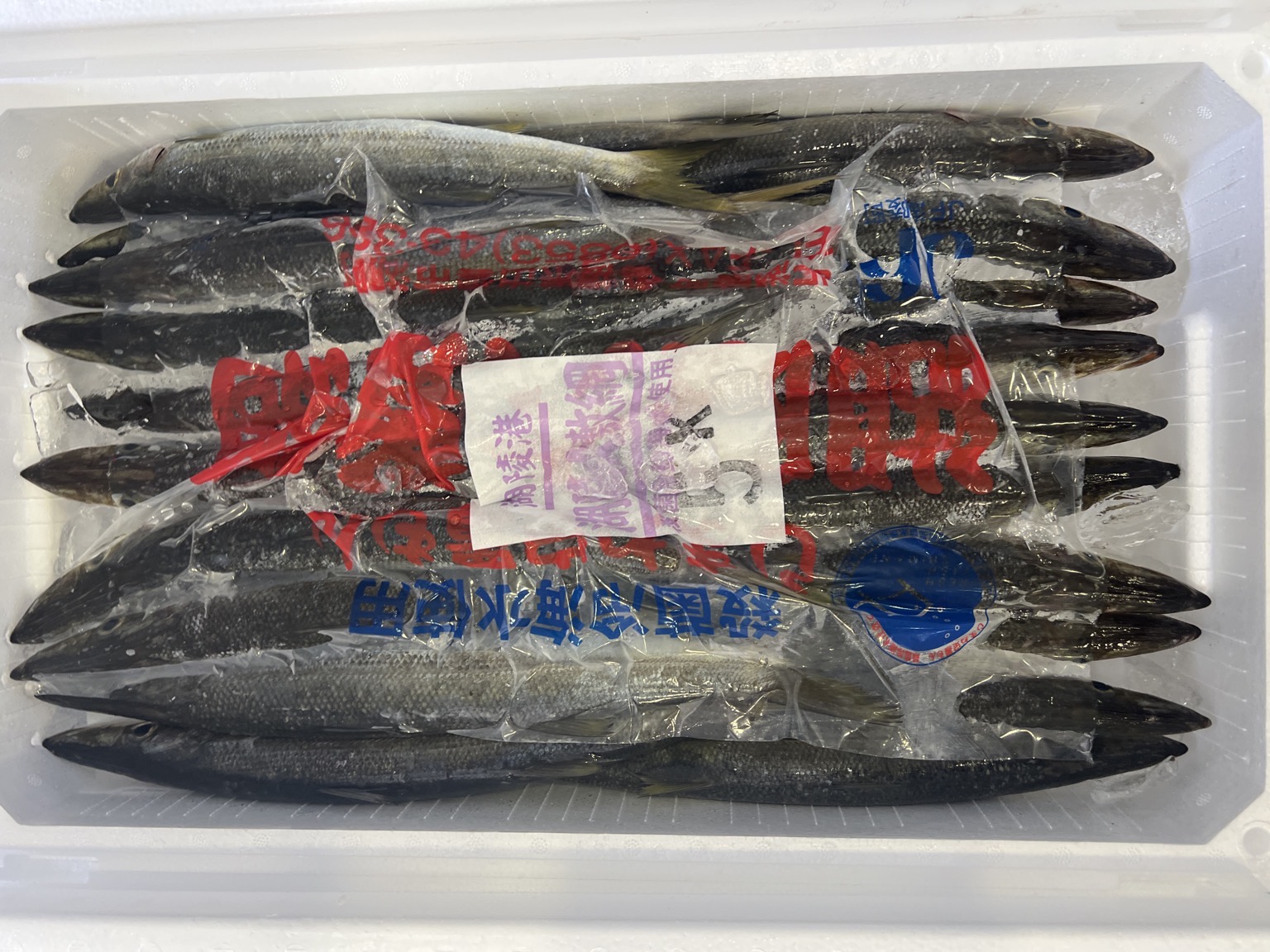 アカカマス(定置) | UUUO(ウーオ)