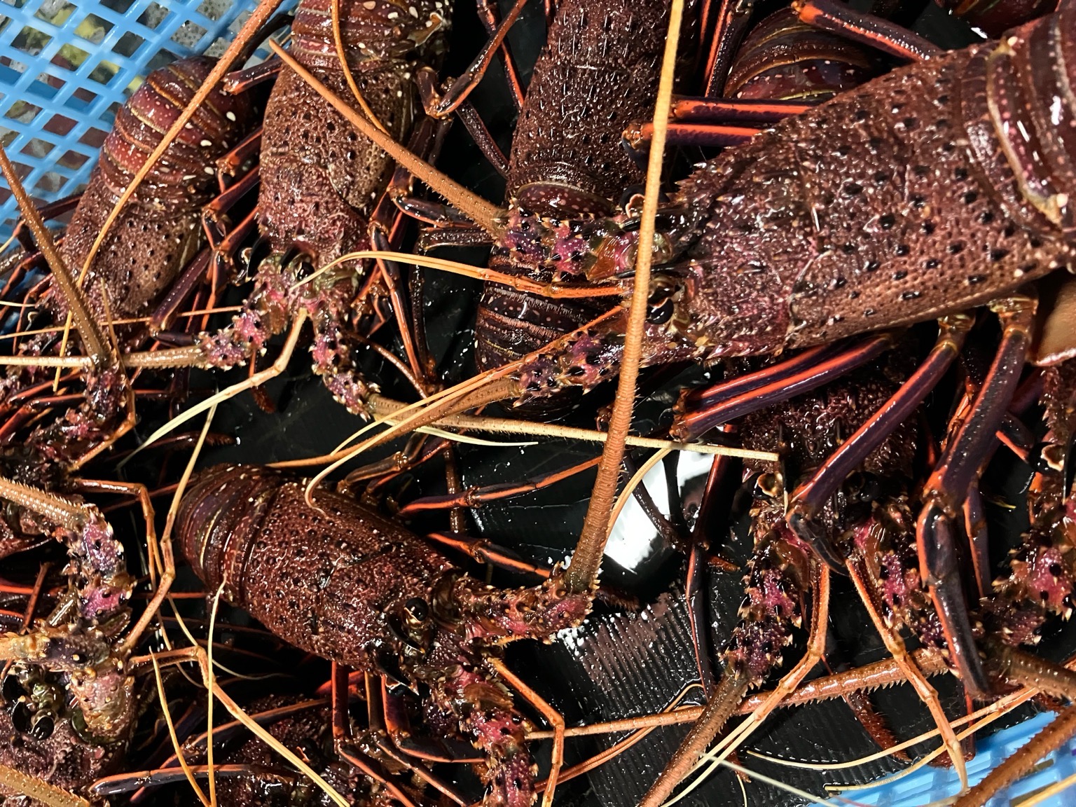 活伊勢海老400/500g2入約1kg(カゴ) | UUUO(ウーオ)