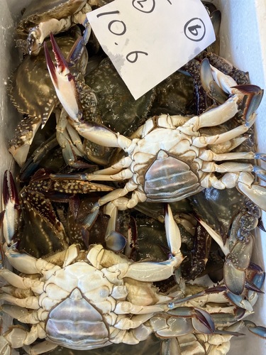 ワタリガニ15入約6kg(底曳) | UUUO(ウーオ)