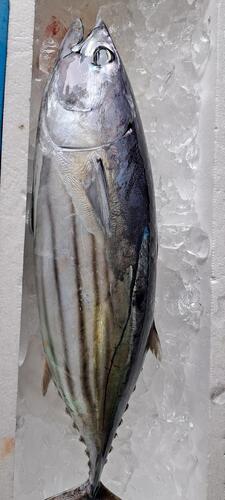 カツオ中1入約3kg(釣) | UUUO(ウーオ)