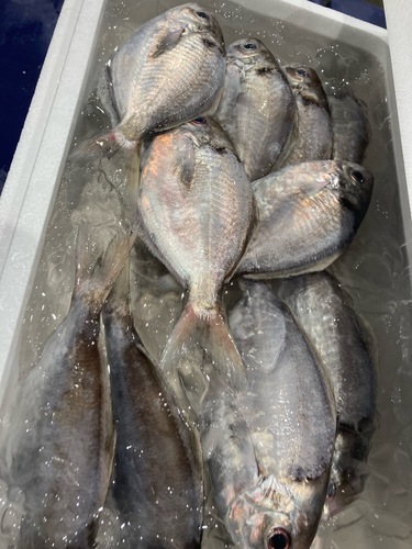 エボダイ19入約4kg(刺網) | UUUO(ウーオ)