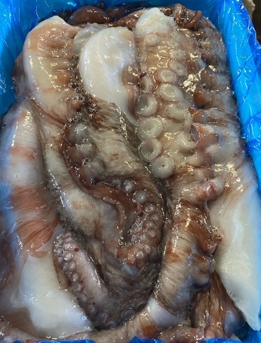 活〆タコ足4入約4kg(カゴ) | UUUO(ウーオ)