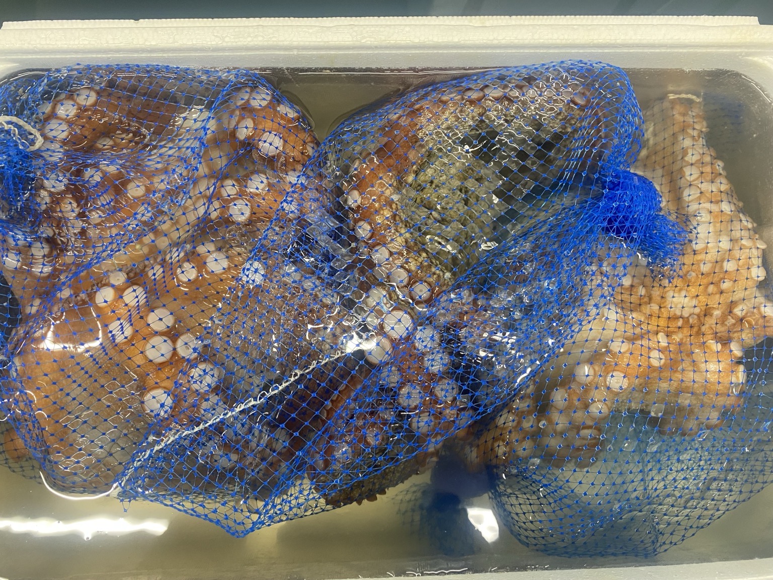 活マダコ4入約5kg(沿岸) | UUUO(ウーオ)